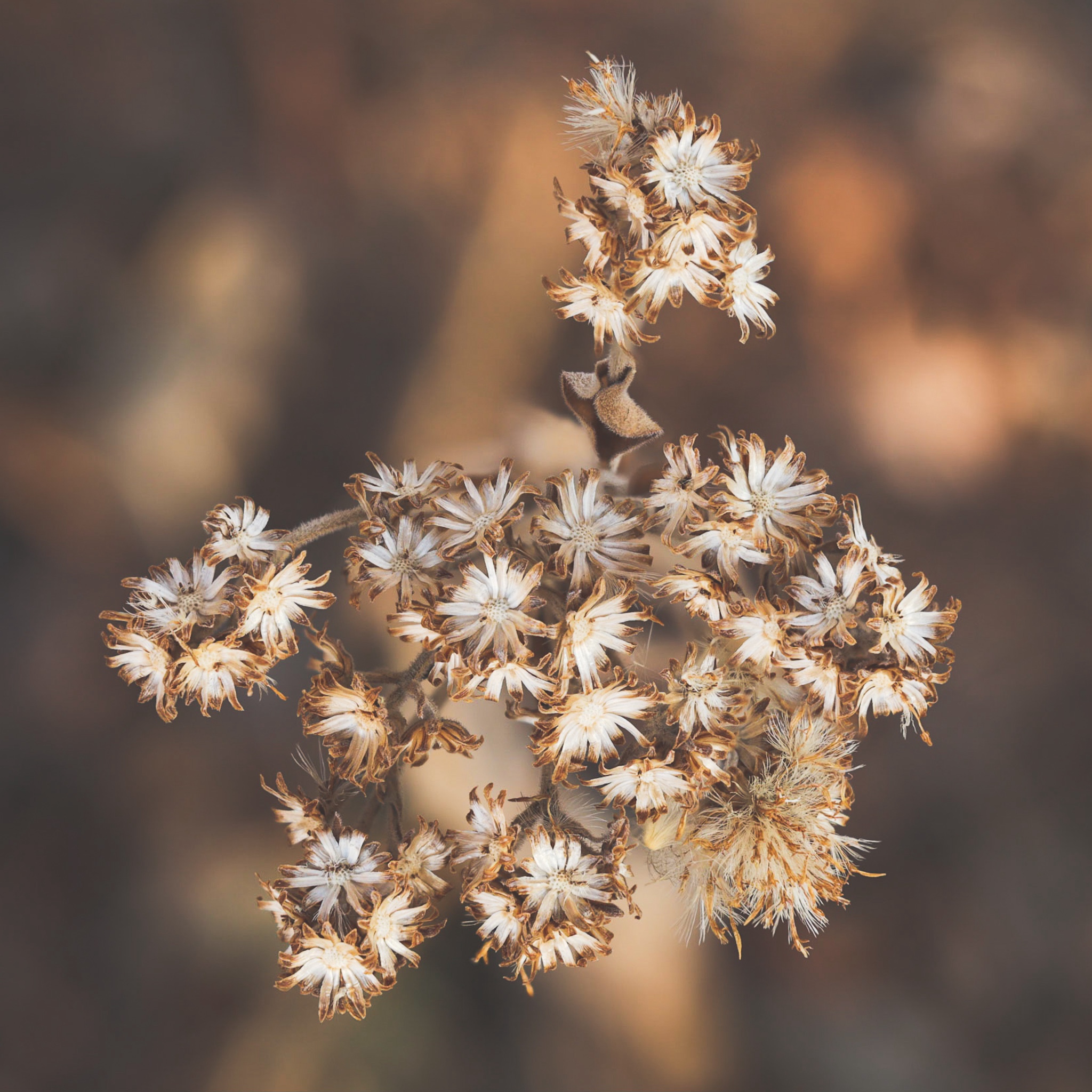 Focus Stacking In-camera – Springer Photo Graphics